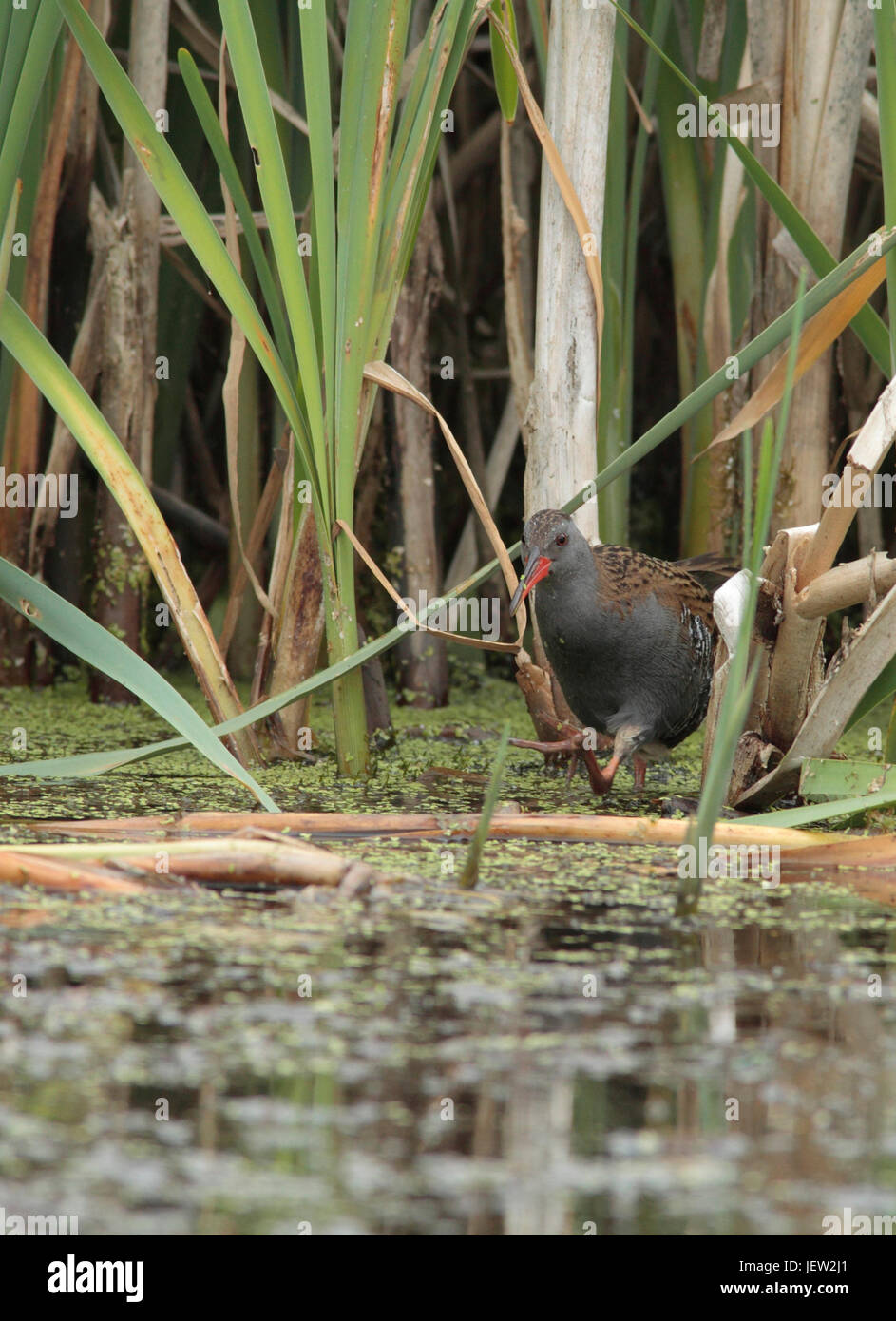 Photographs of water rail hi-res stock photography and images - Alamy