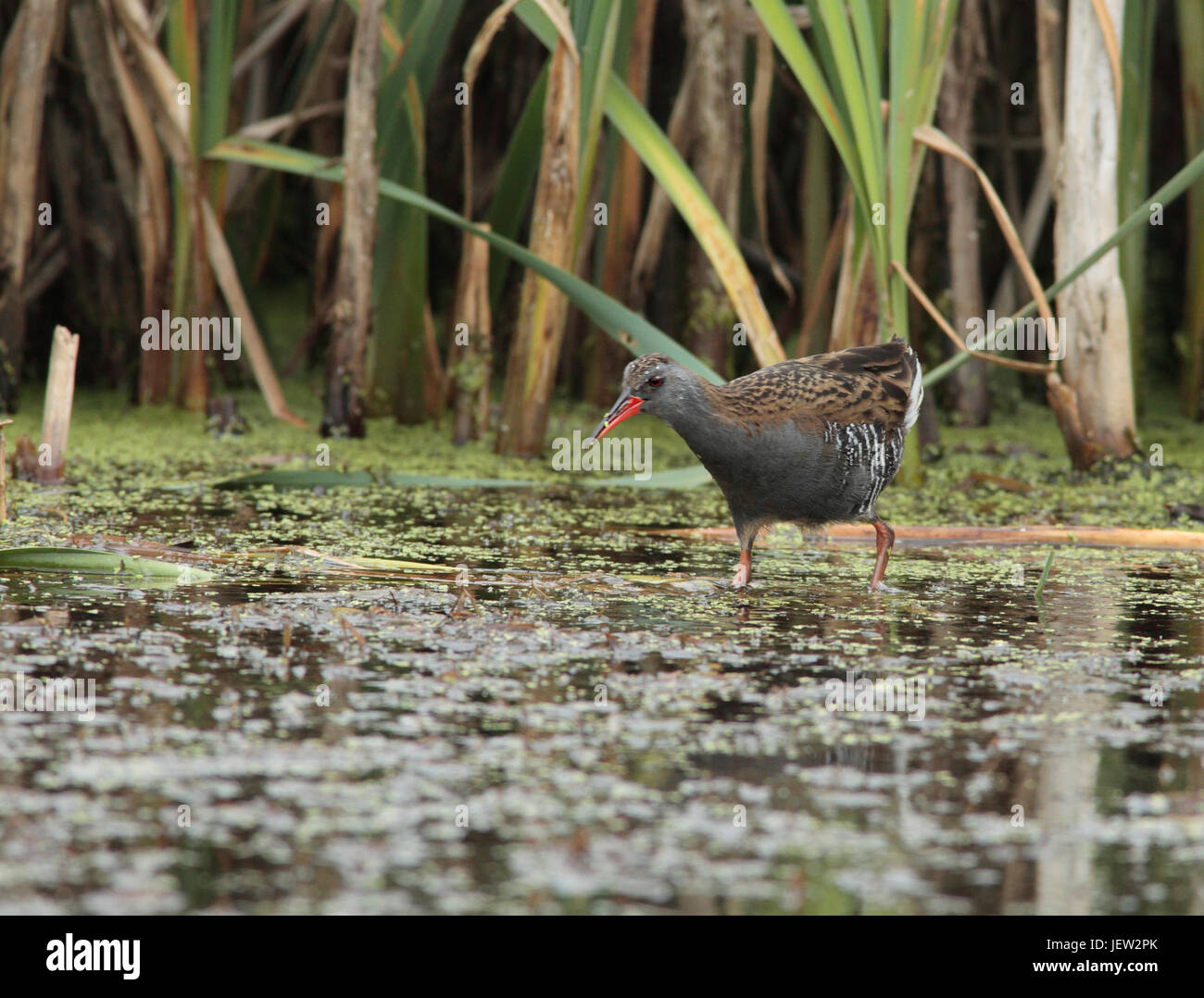 Photographs of water rail hi-res stock photography and images - Alamy
