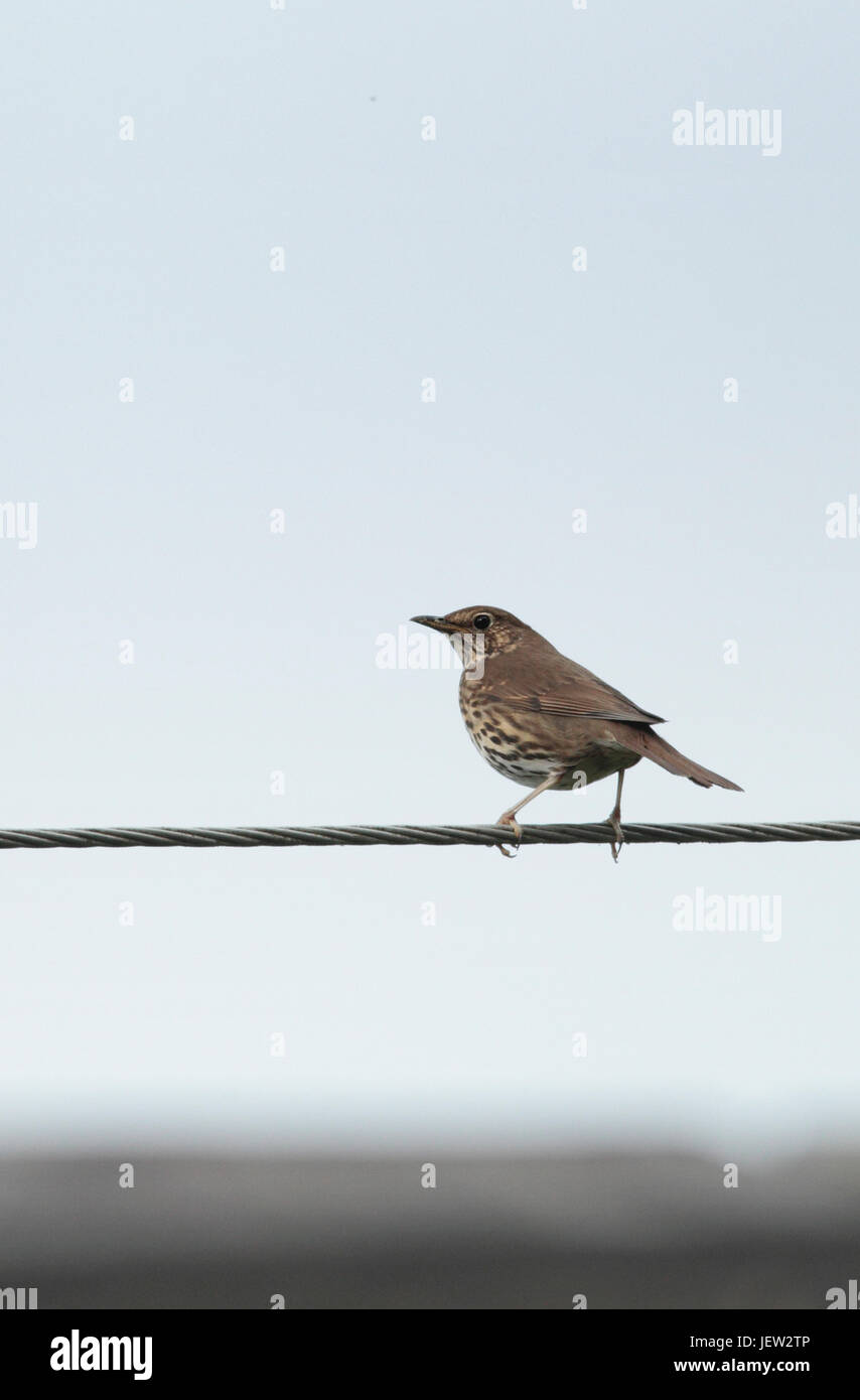 Uk song birds in flight hi-res stock photography and images - Alamy