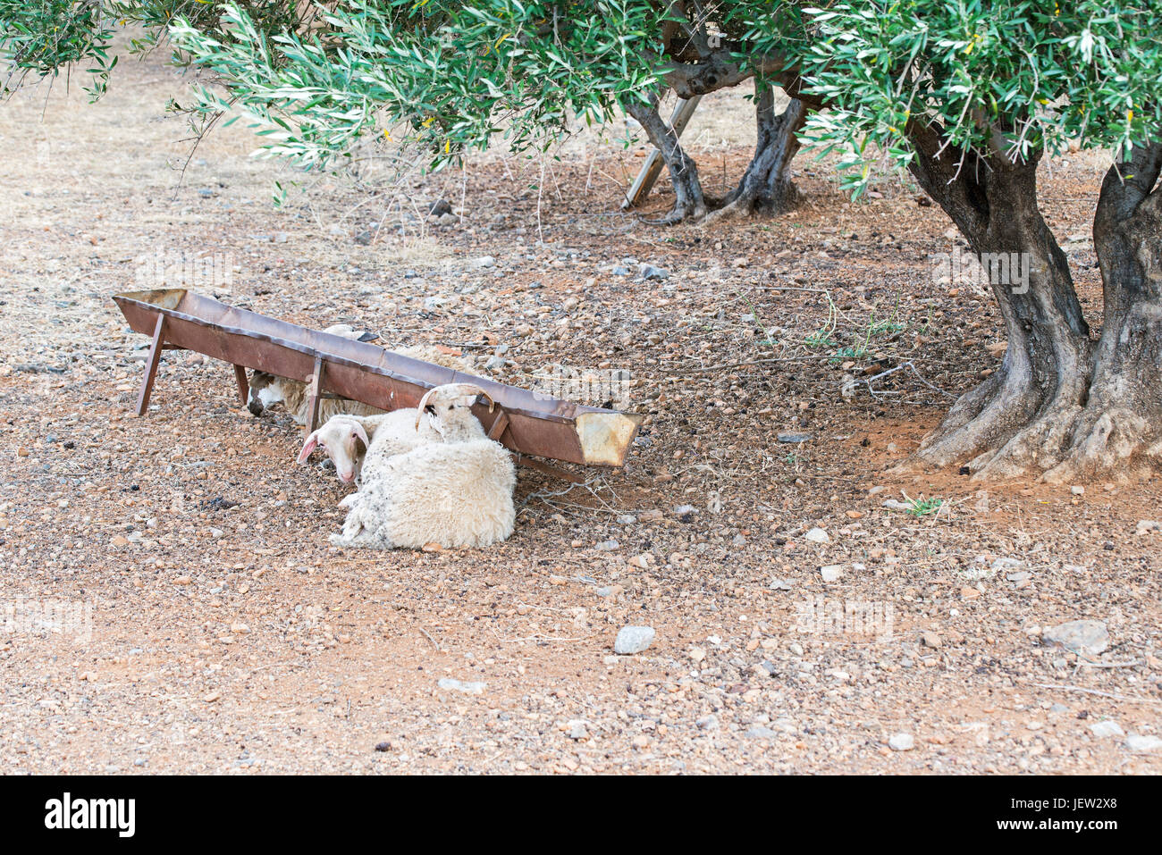 Sheeps laying near the trough under green olive tree Stock Photo - Alamy