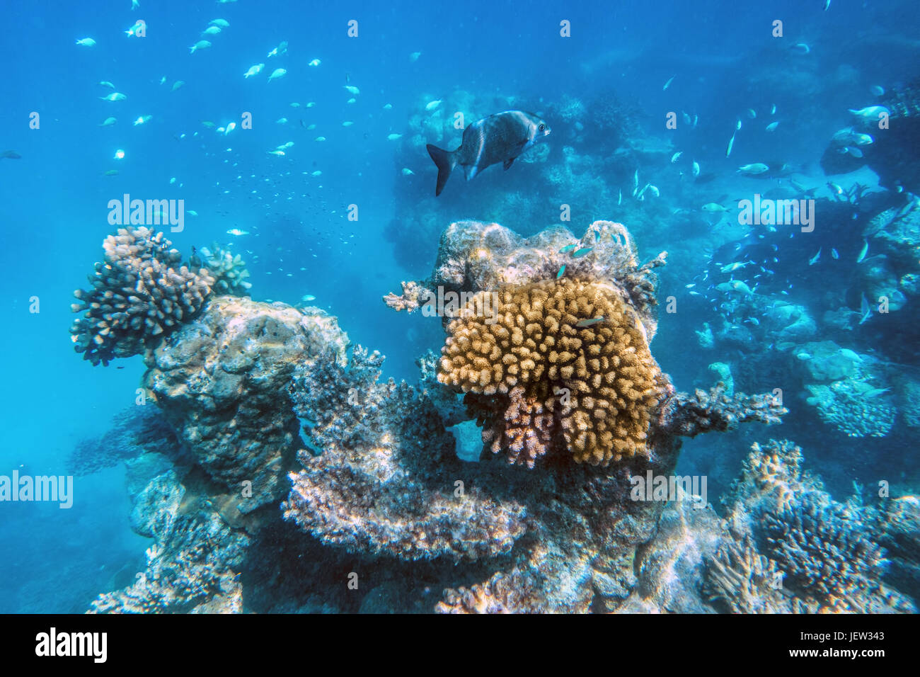 Underwater coral reef and fish in Indian Ocean, Maldives. Tropical ...