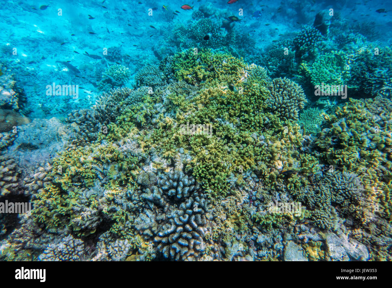 Underwater coral reef and fish in Indian Ocean, Maldives. Tropical ...