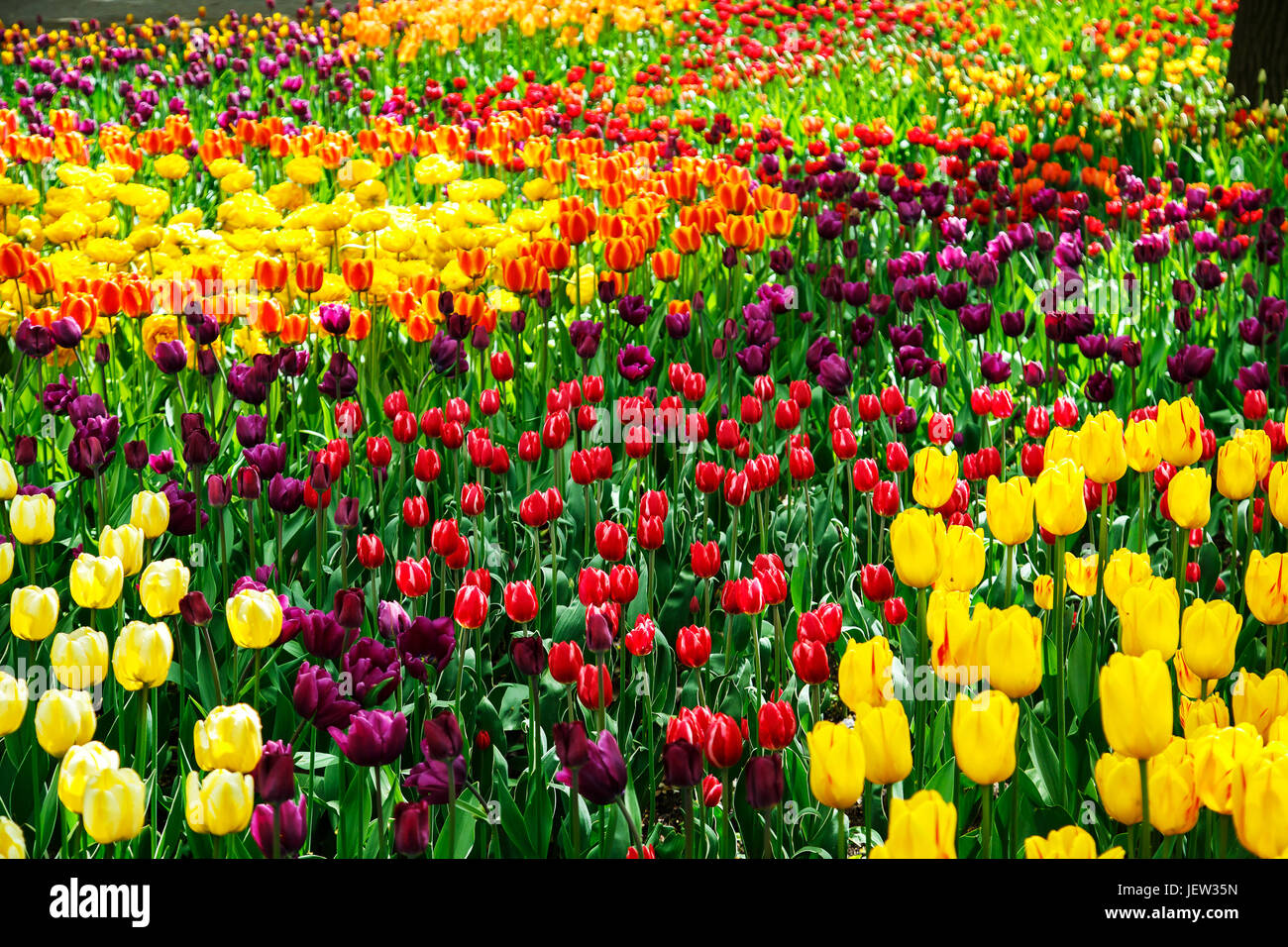 Amazing view of colorful tulips in the garden. Flowers background Stock ...