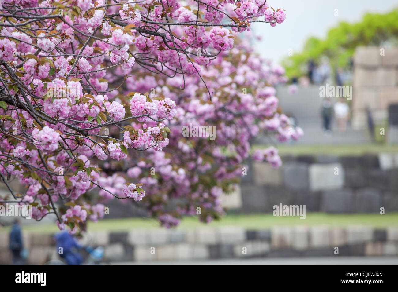 Pink flowers of blooming sakura are on the branches, copy space ...