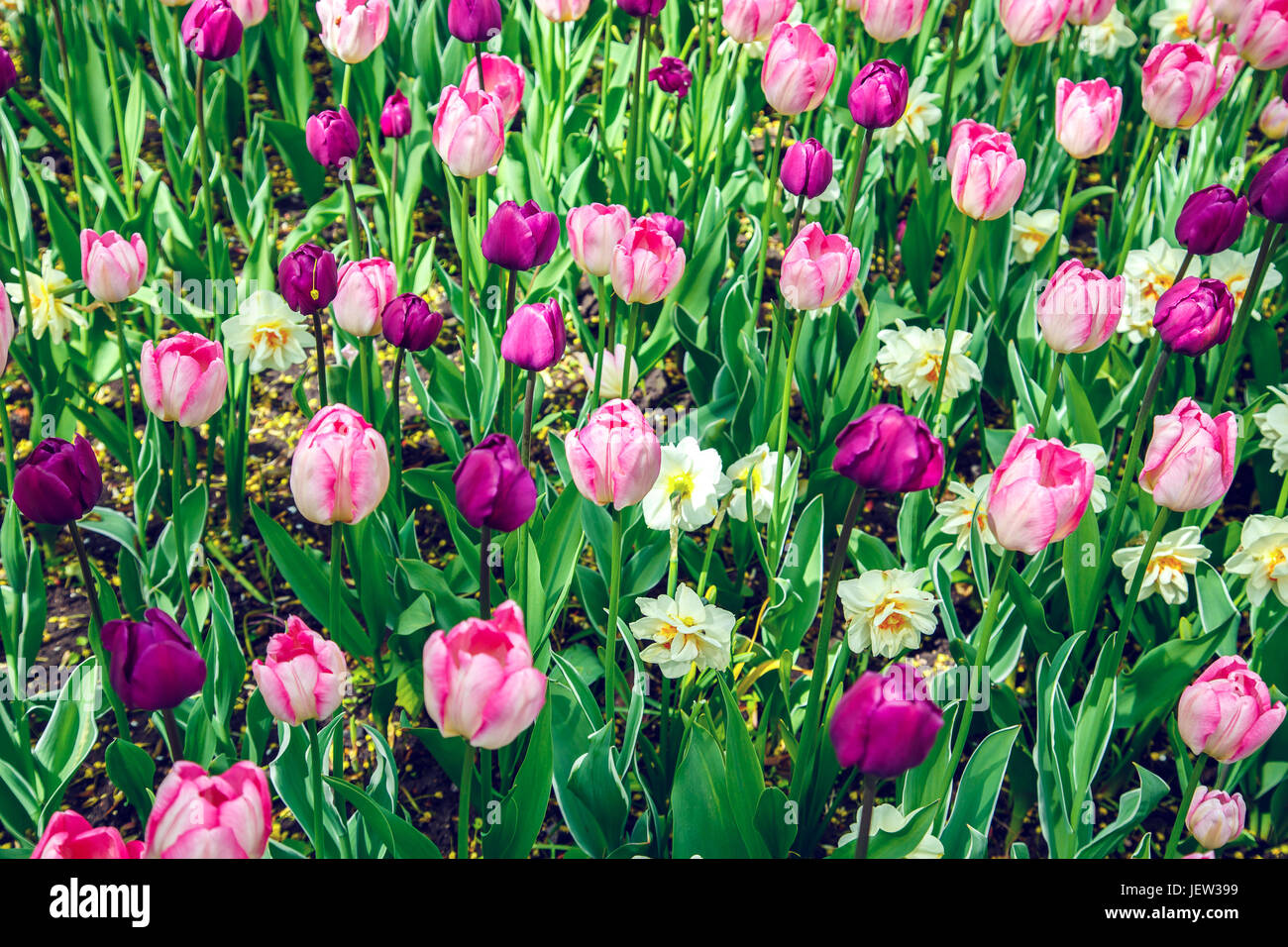 Amazing view of colorful tulips in the garden. Flowers background Stock ...