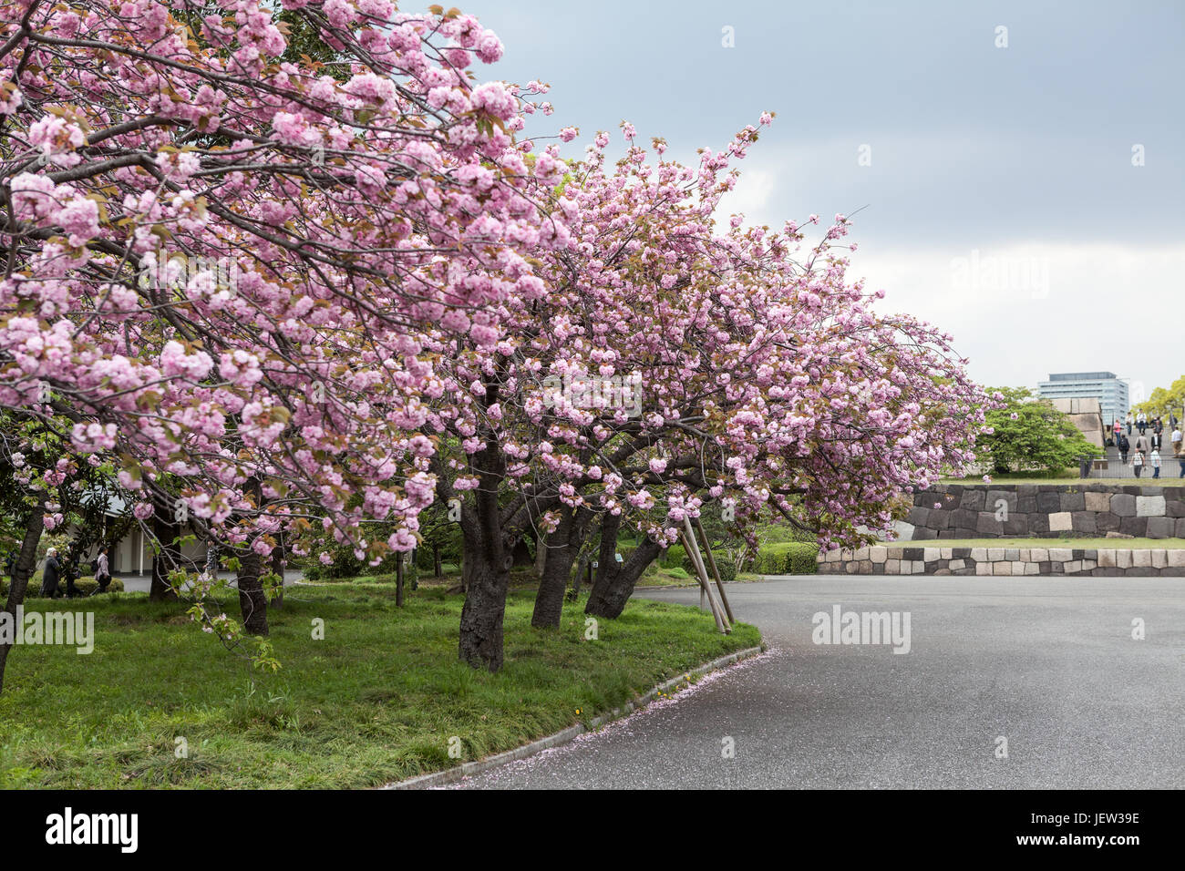 Empty garden with blooming pink cherry trees. Japanese sakura in Tokyo ...