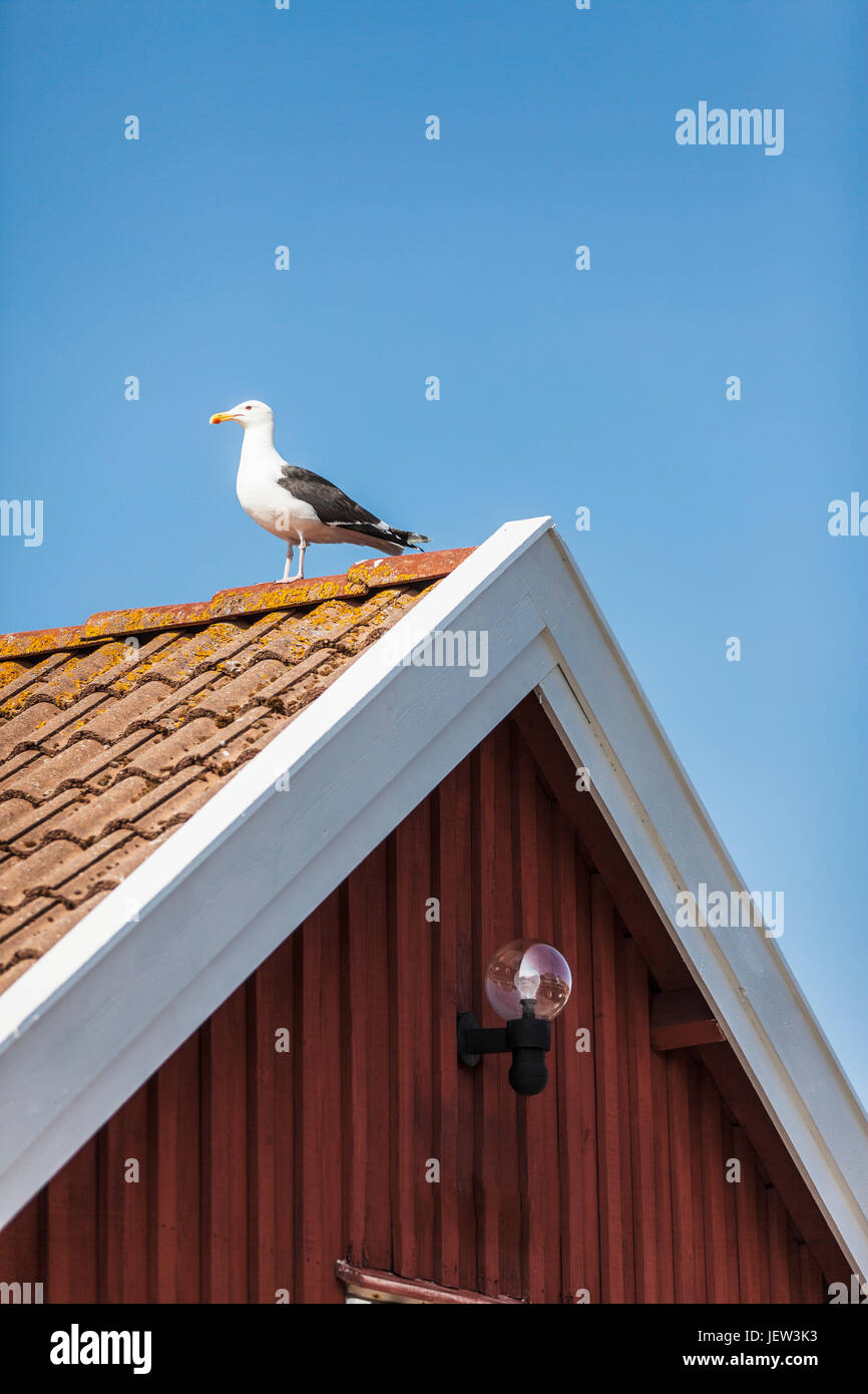 Seagull on roof Stock Photo - Alamy