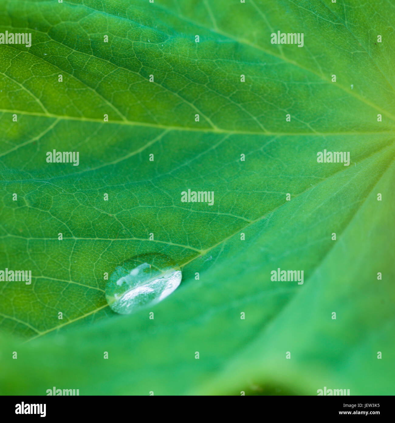 Drop on leaf, close-up Stock Photo - Alamy