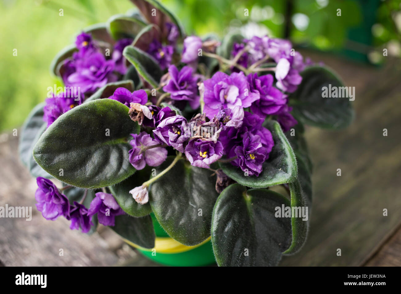 Old ugly violet grows in a pot on the street in good weather Stock ...