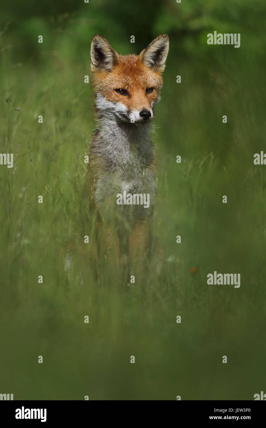 Red Fox (Vulpes vulpes) in the tall green grass. Arbroath, Angus ...