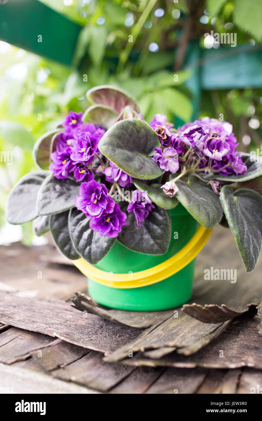 Old ugly violet grows in a pot on the street in good weather Stock ...