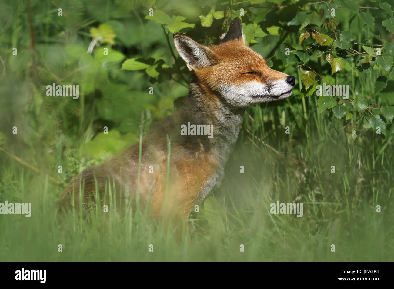 Red Fox (Vulpes vulpes) in the tall green grass. Arbroath, Angus ...