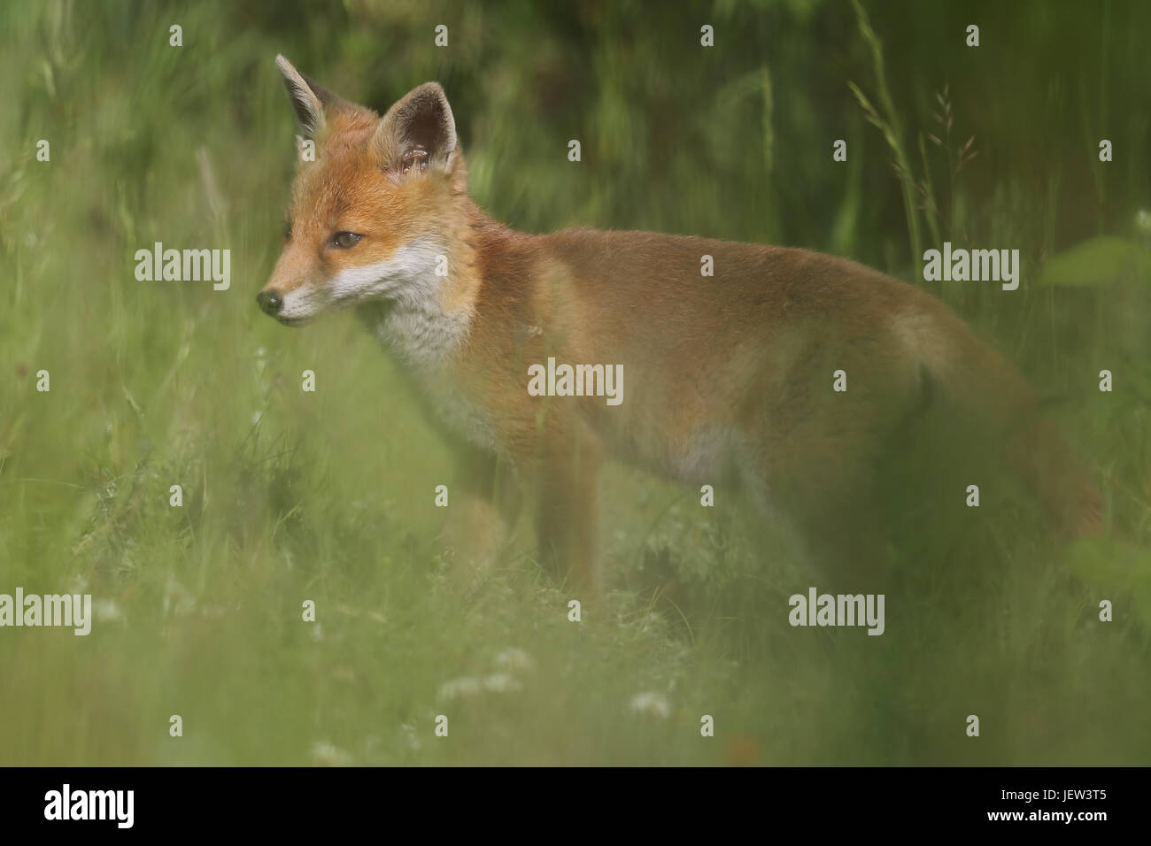 Red Fox (Vulpes vulpes) in the tall green grass. Arbroath, Angus ...