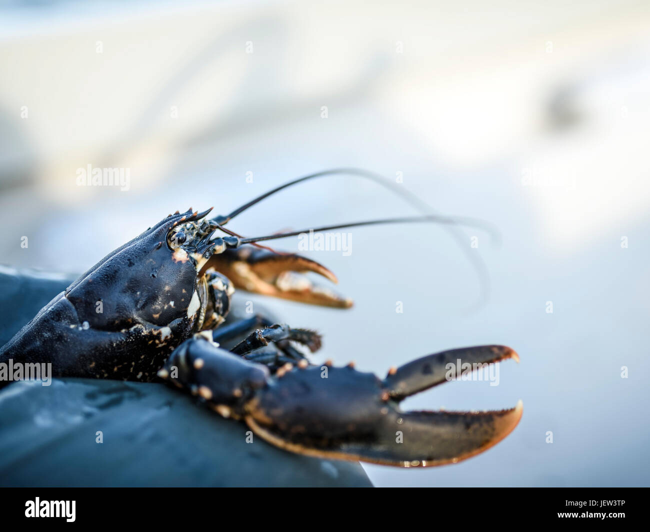 Lobster side view hi-res stock photography and images - Alamy