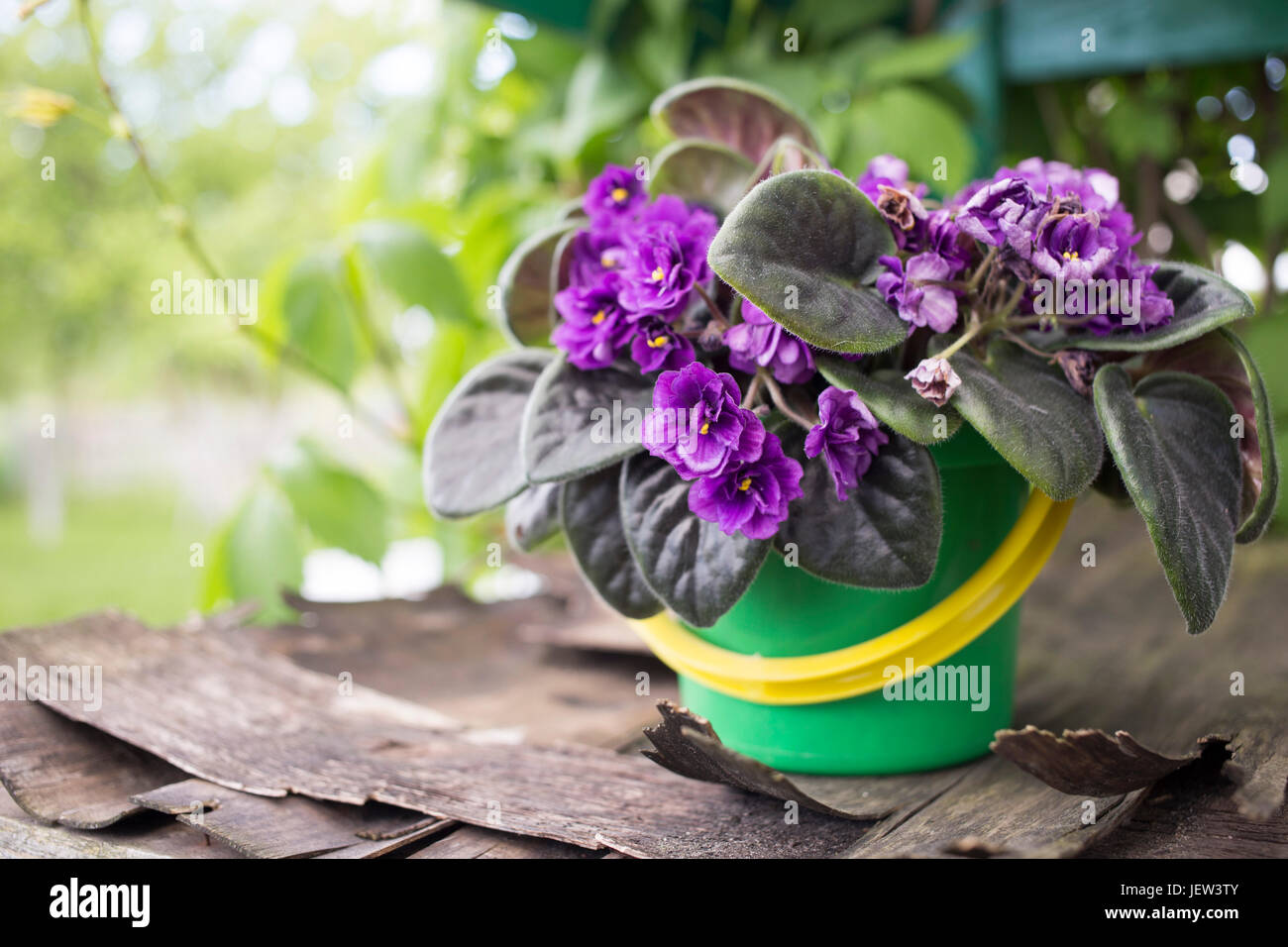 Old ugly violet grows in a pot on the street in good weather Stock ...