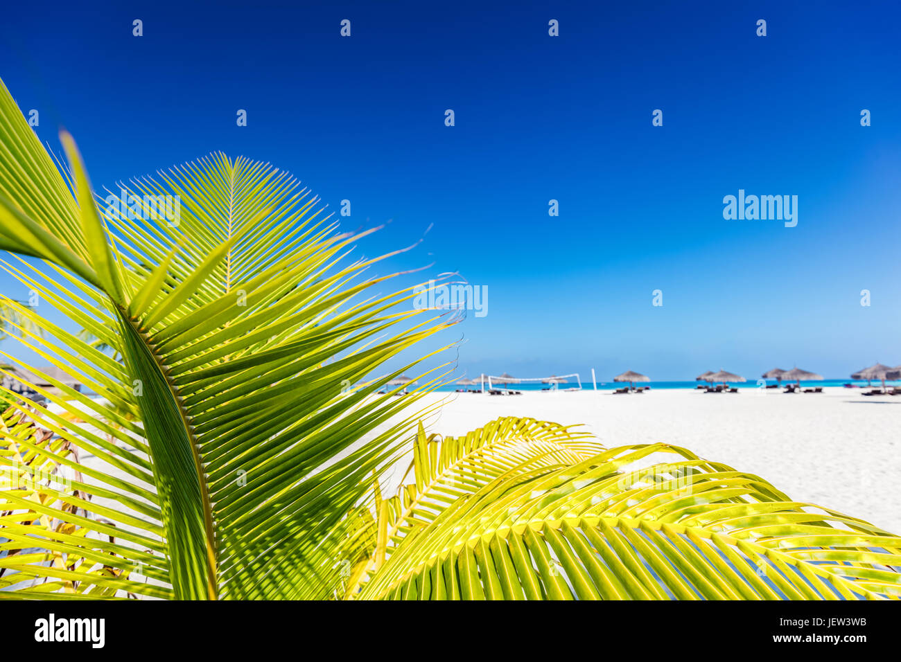 Green palm tree on tropical beach in Maldives. Clear blue sky. Indian ...