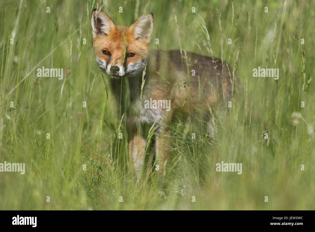 Red Fox (Vulpes vulpes) in the tall green grass. Arbroath, Angus ...