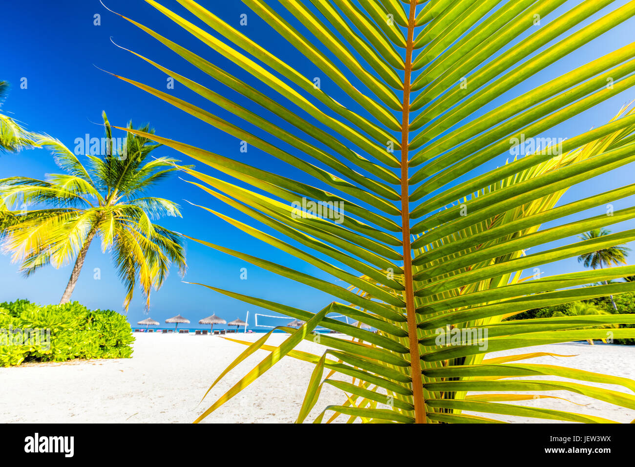 Green palm tree on tropical beach in Maldives. Indian Ocean Stock Photo ...