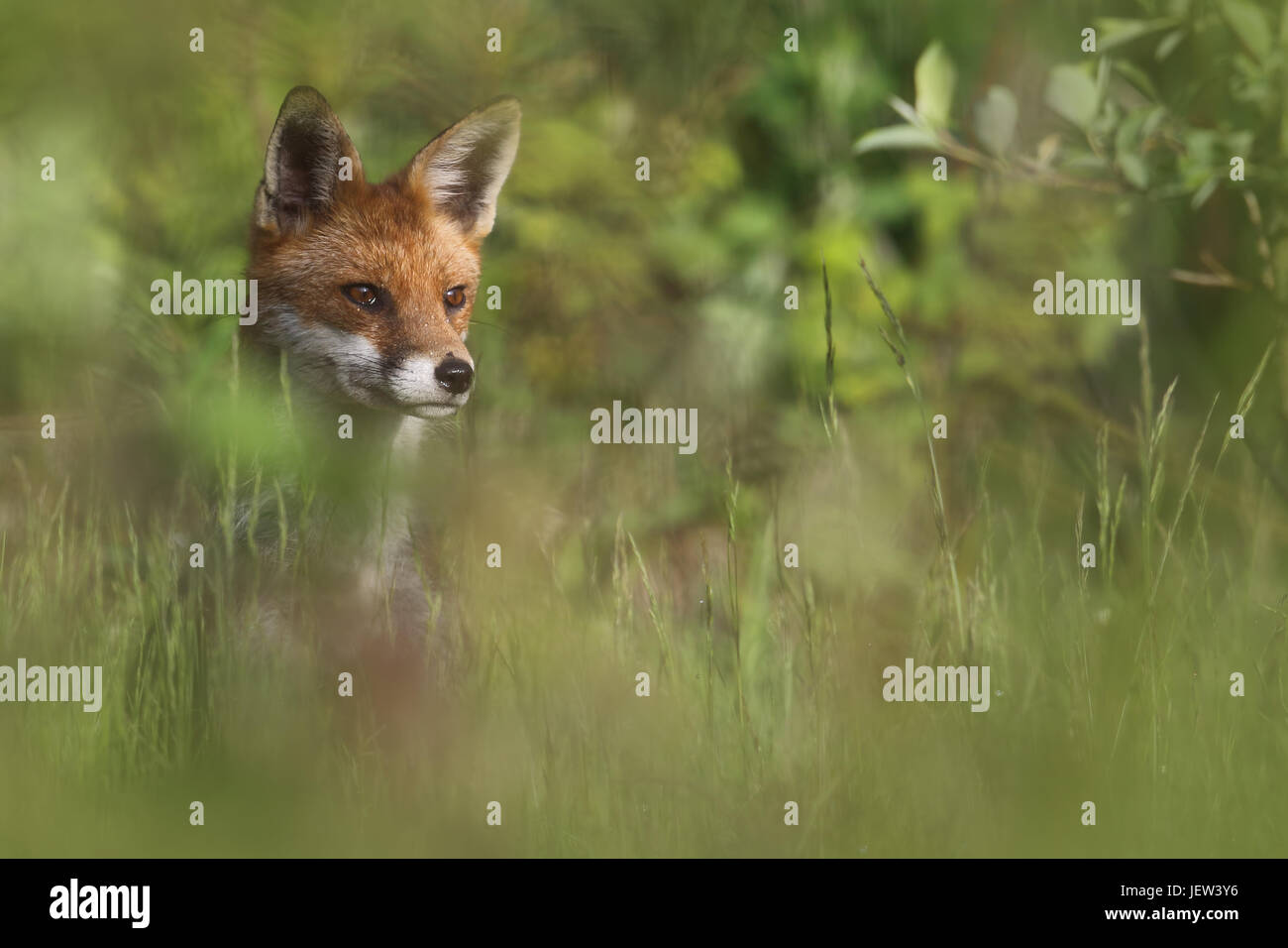 Red Fox (Vulpes vulpes) in the tall green grass. Arbroath, Angus ...