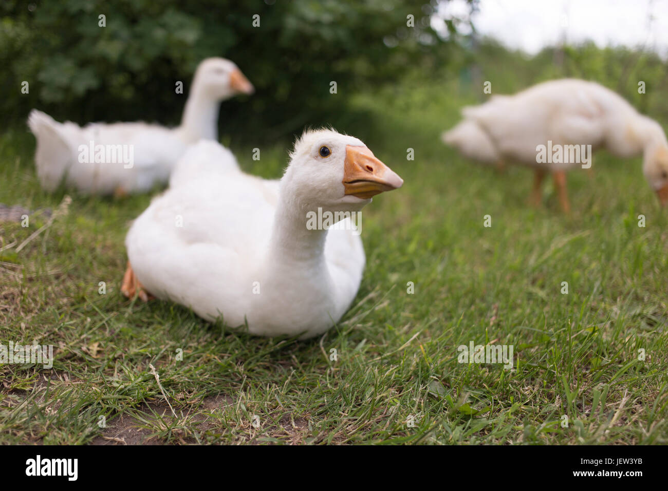 A few white adult geese resting on the grass background in good weather ...