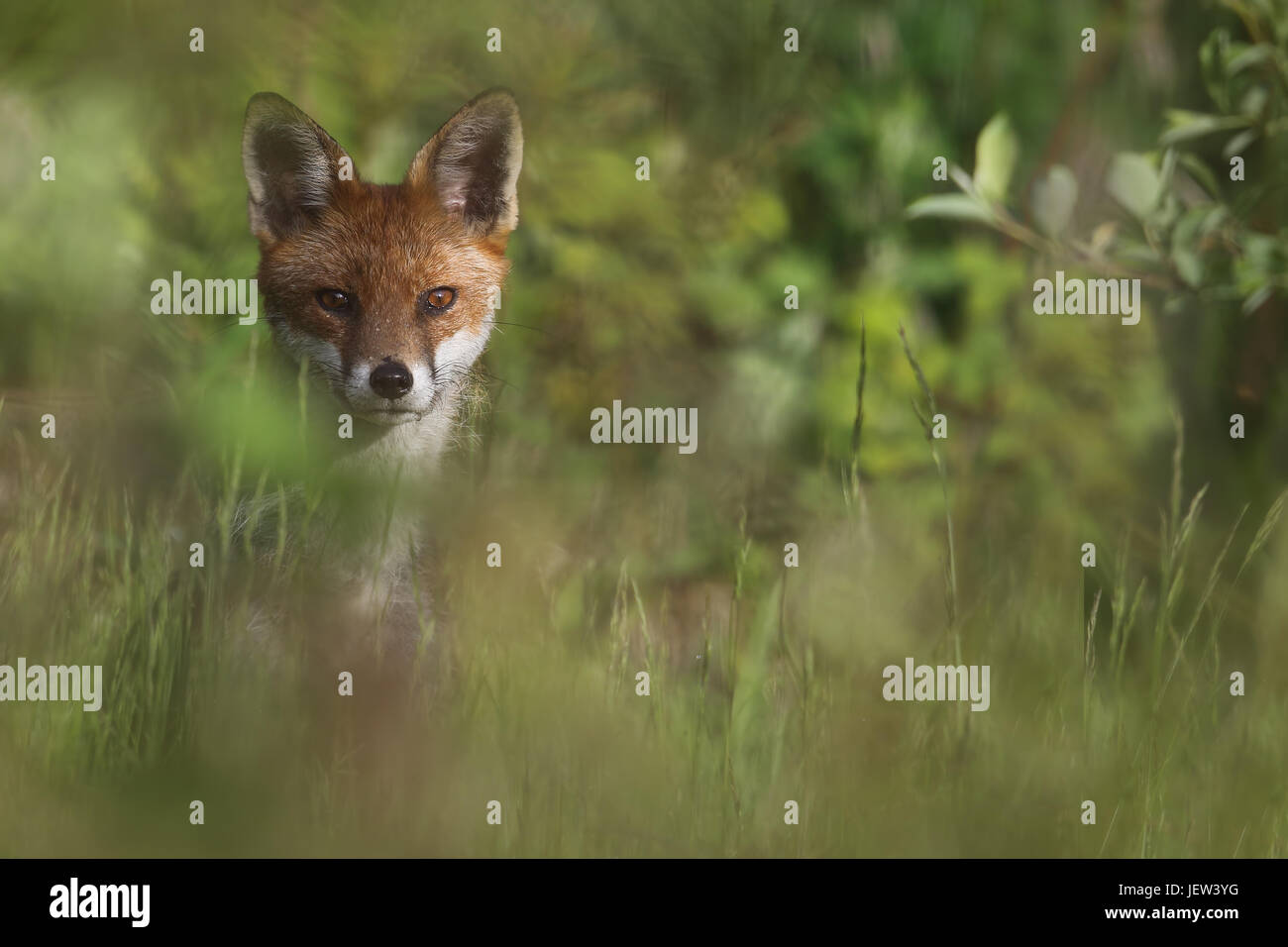 Red Fox (Vulpes vulpes) in the tall green grass. Arbroath, Angus ...