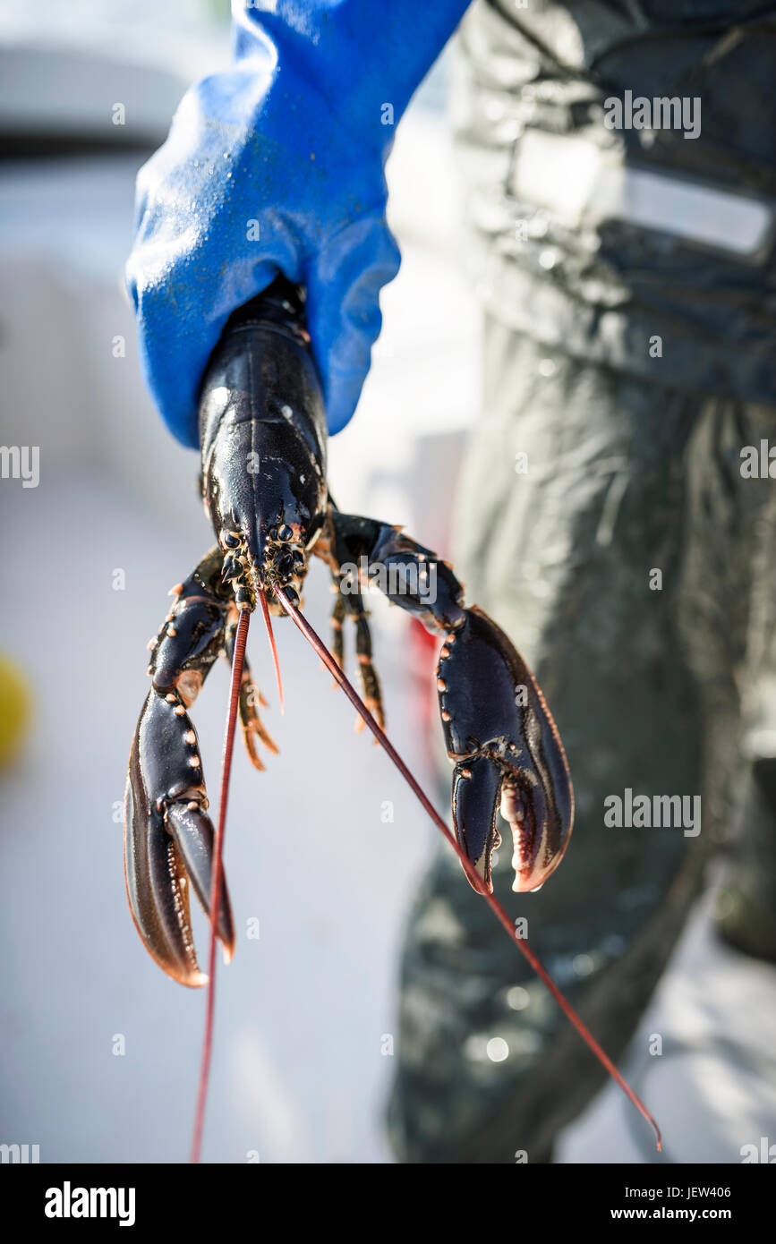 Holding lobster hi-res stock photography and images - Alamy