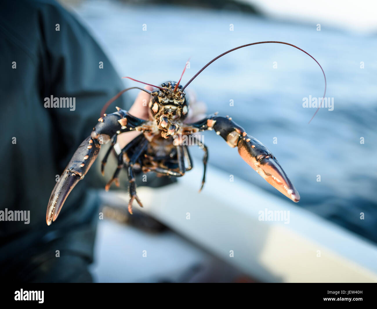 Person holding lobster Stock Photo - Alamy
