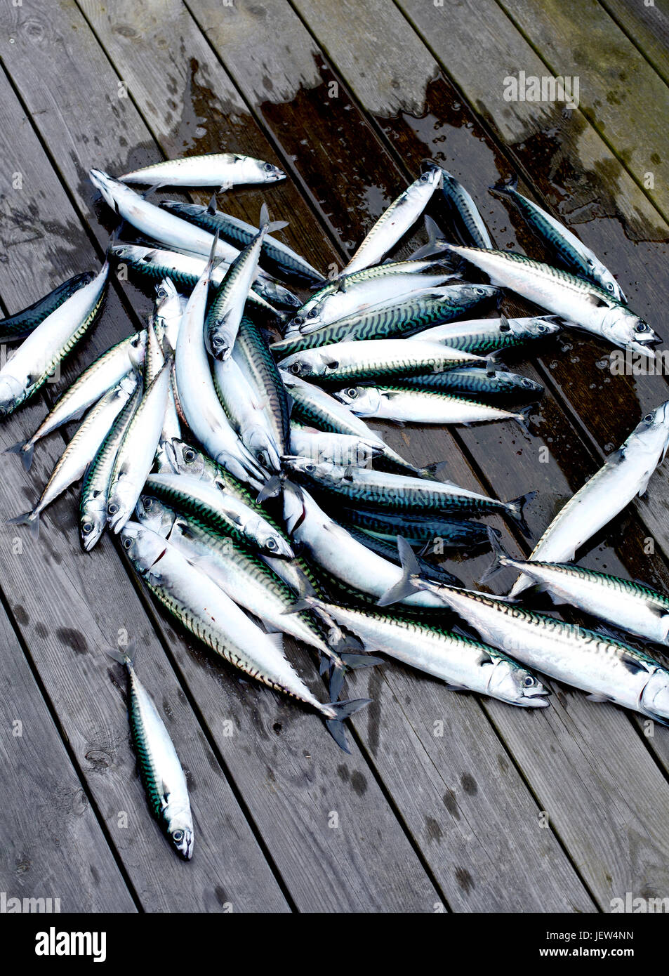 Fish by jetty hi-res stock photography and images - Alamy