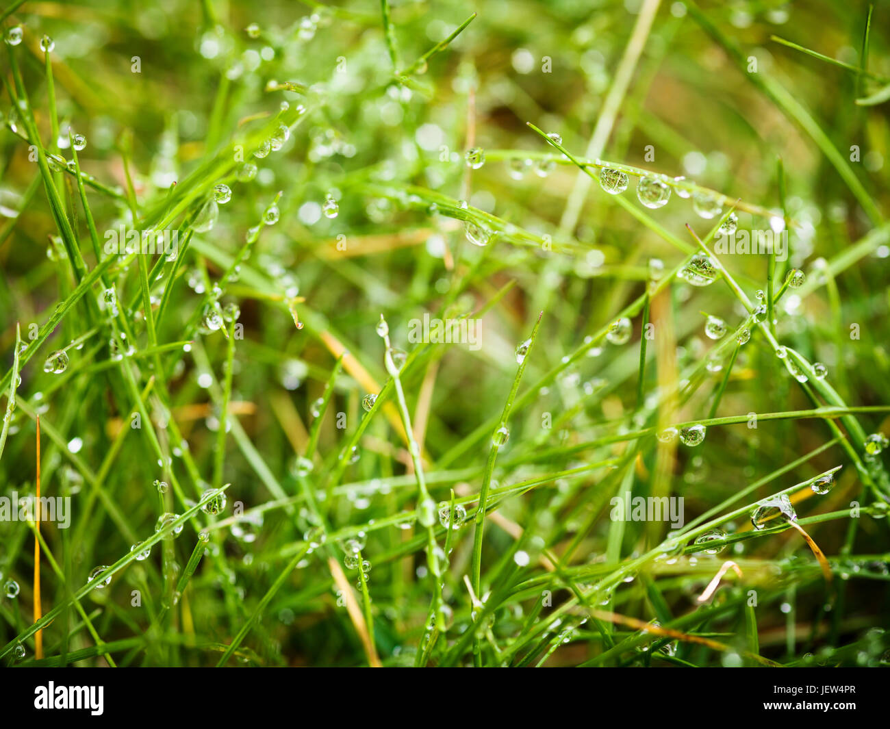 Rain drops on grass hi-res stock photography and images - Alamy