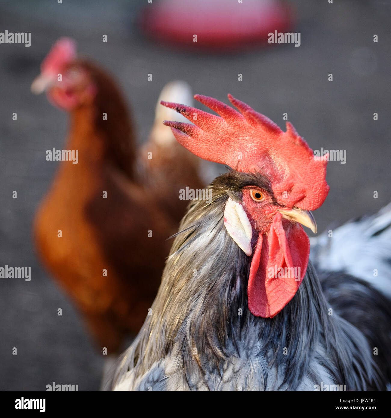 Rooster head hi-res stock photography and images - Alamy