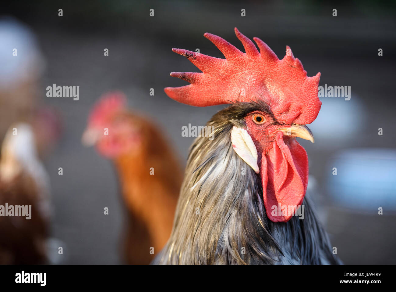 Rooster head hi-res stock photography and images - Alamy