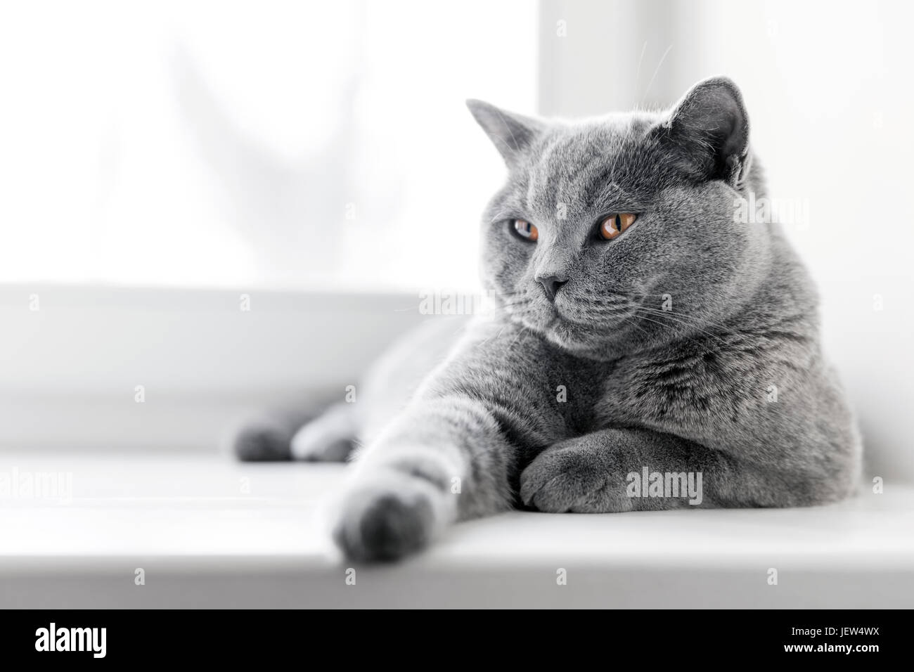 Noble proud cat lying on window sill. The British Shorthair with blue ...
