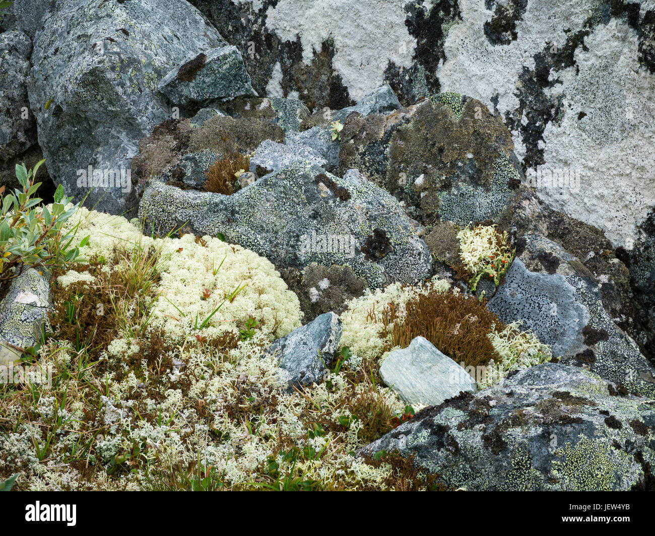 Rocks on mountain overgrown hi-res stock photography and images - Alamy