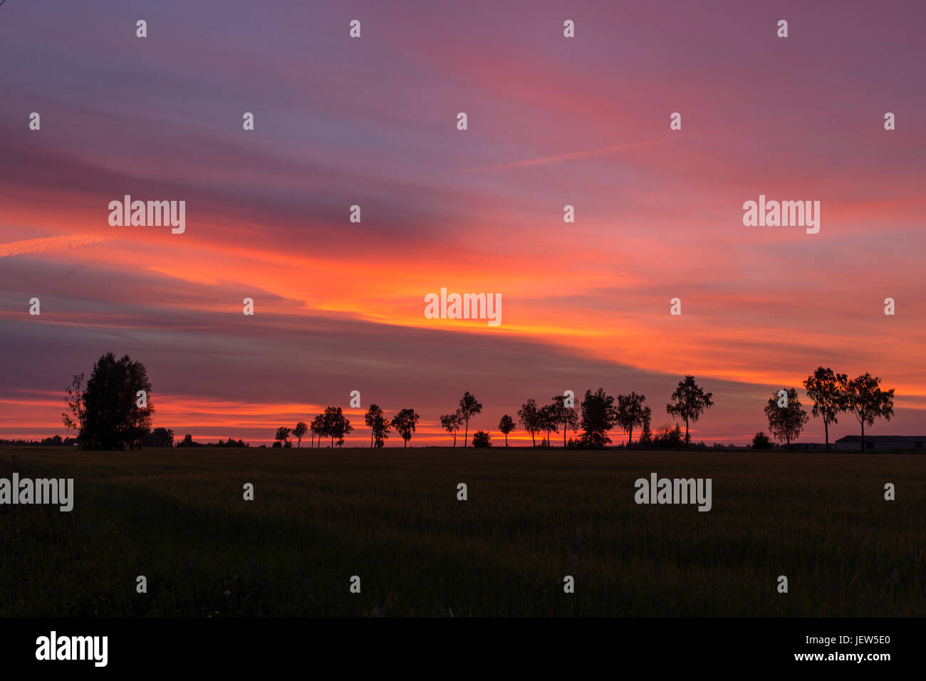 Beautiful sunset. Trees on a sunset in summer background Stock Photo ...