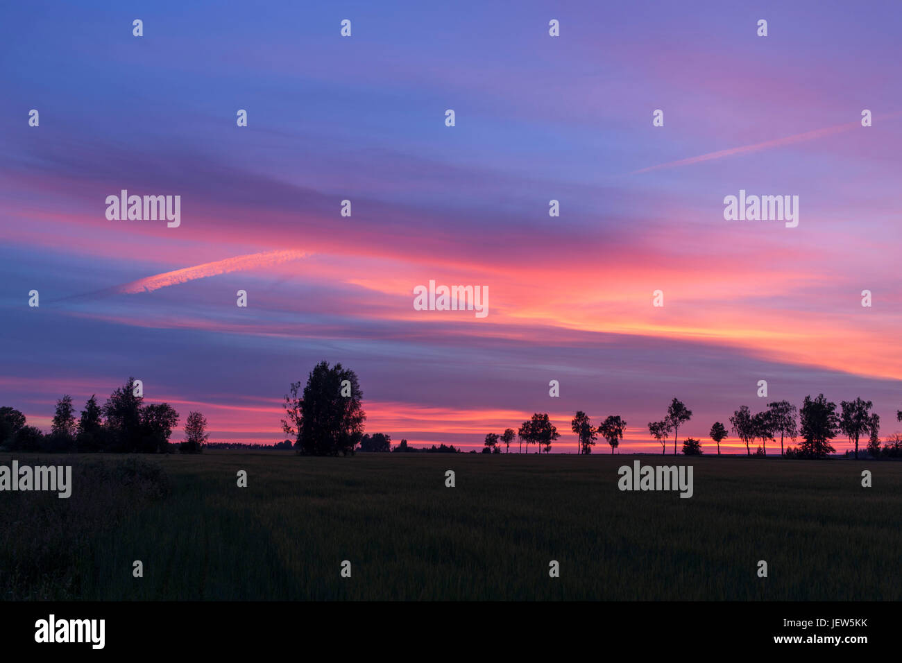 Beautiful sunset. Trees on a sunset in summer background Stock Photo ...