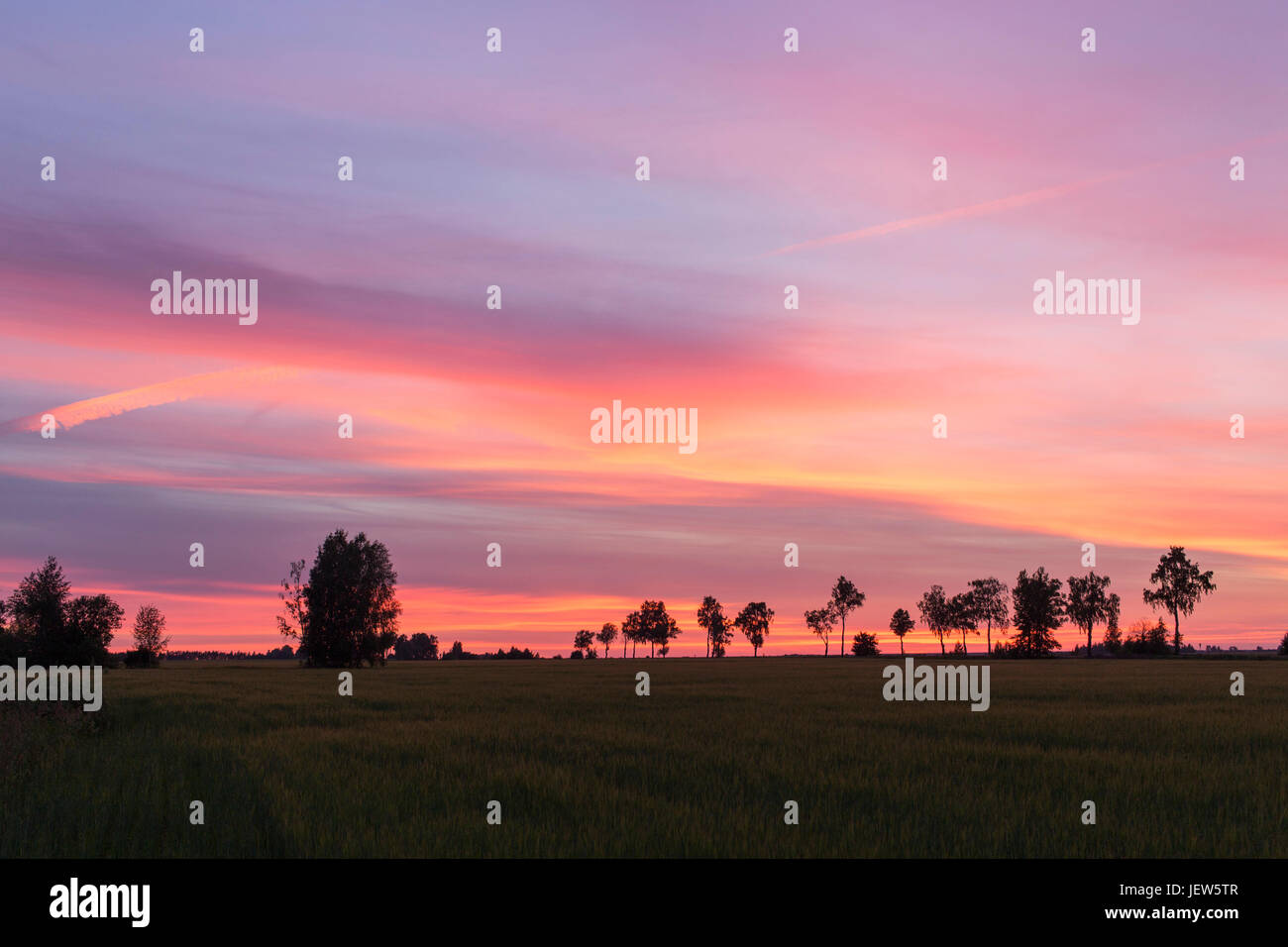 Beautiful sunset. Trees on a sunset in summer background Stock Photo ...
