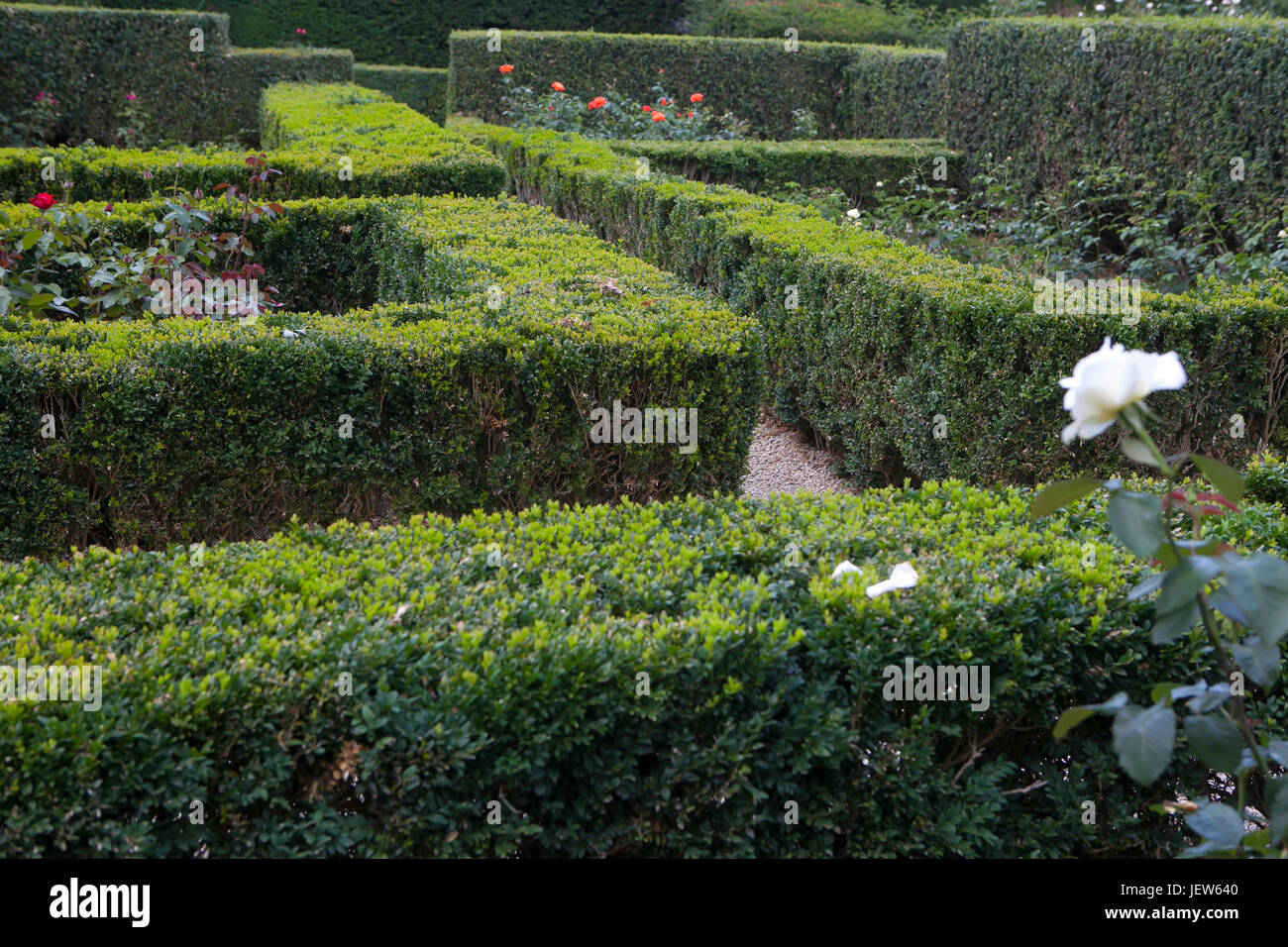 Labyrinth of a green hedge in an English park Stock Photo - Alamy