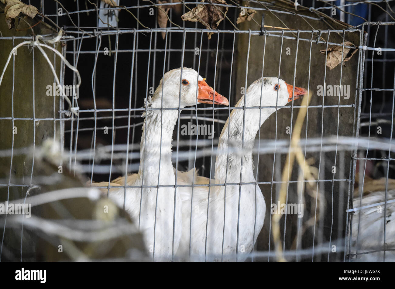 Tavistock goose fair hi-res stock photography and images - Alamy