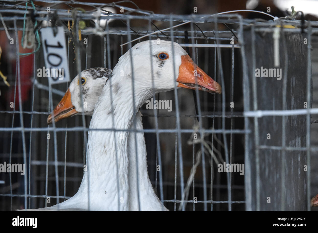 Copyrighted Image by Paul Slater/PSI - Geese at Tavistock Goose Fair ...