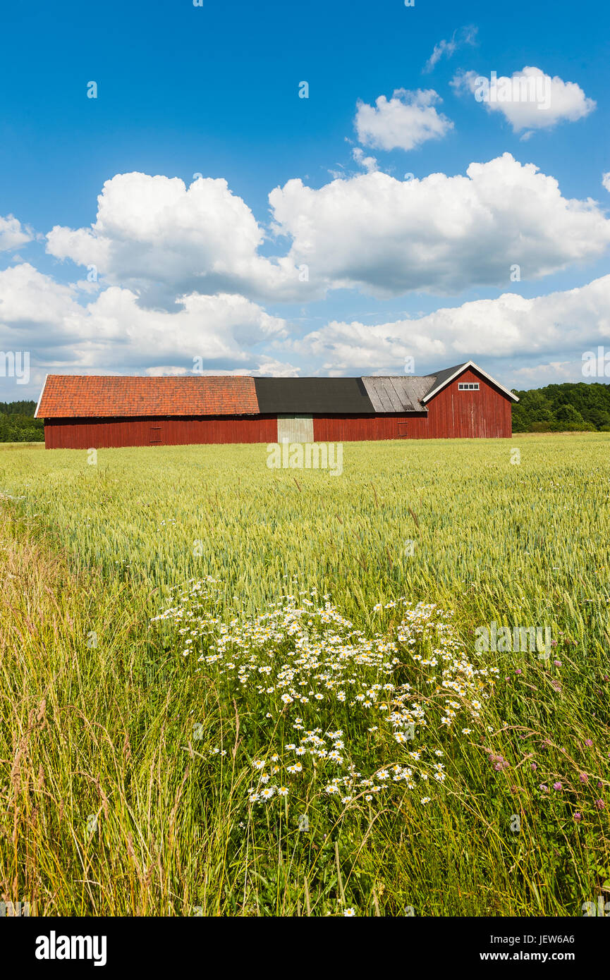 wheat field with barn Stock Photo - Alamy