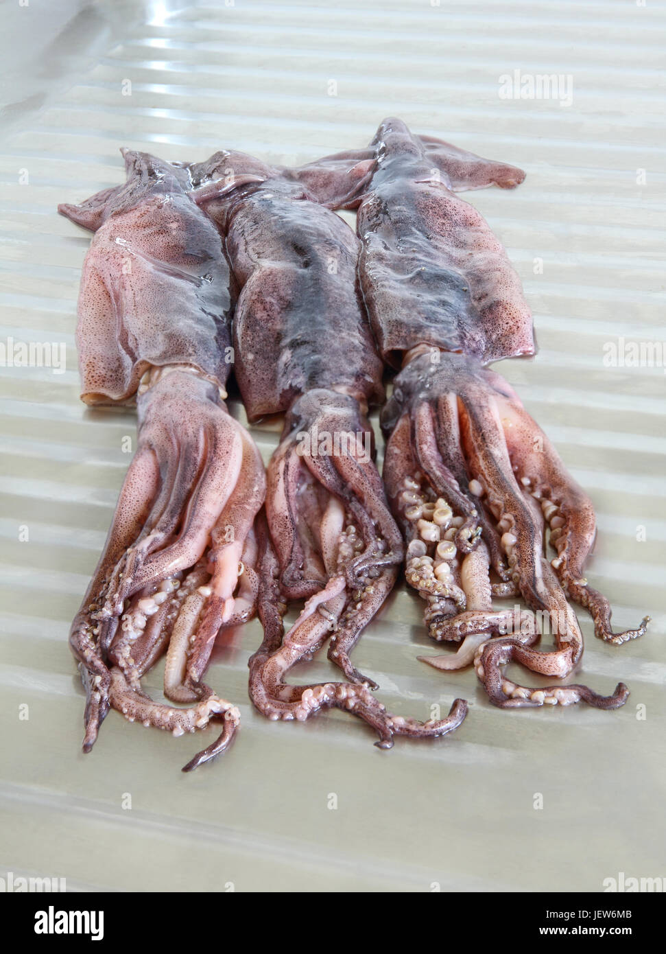 Three raw squids on metal kitchen table taken closeup Stock Photo - Alamy