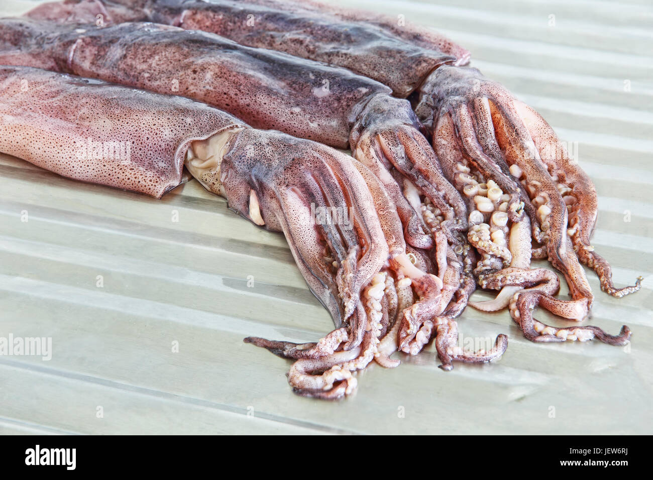 Group of raw squids with tentacles on metal kitchen table taken closeup ...