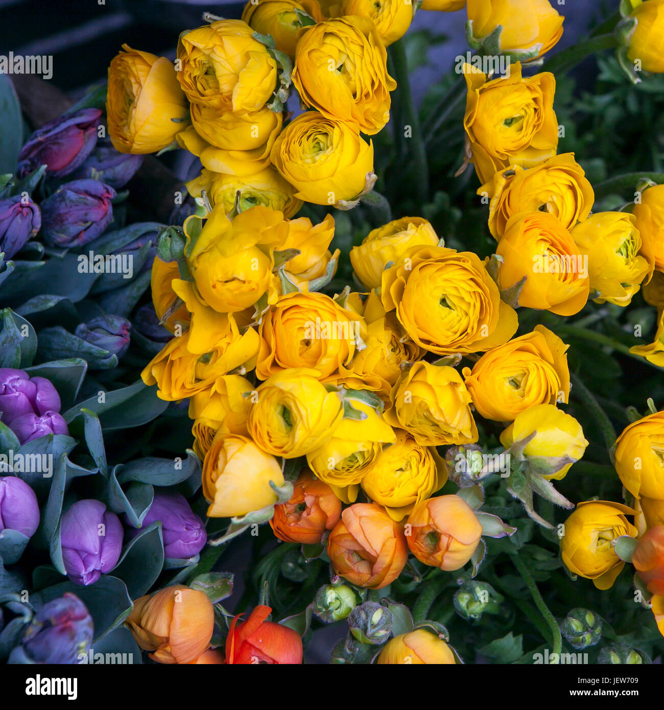 beautiful bouquet buttercup with violet tulip Stock Photo - Alamy
