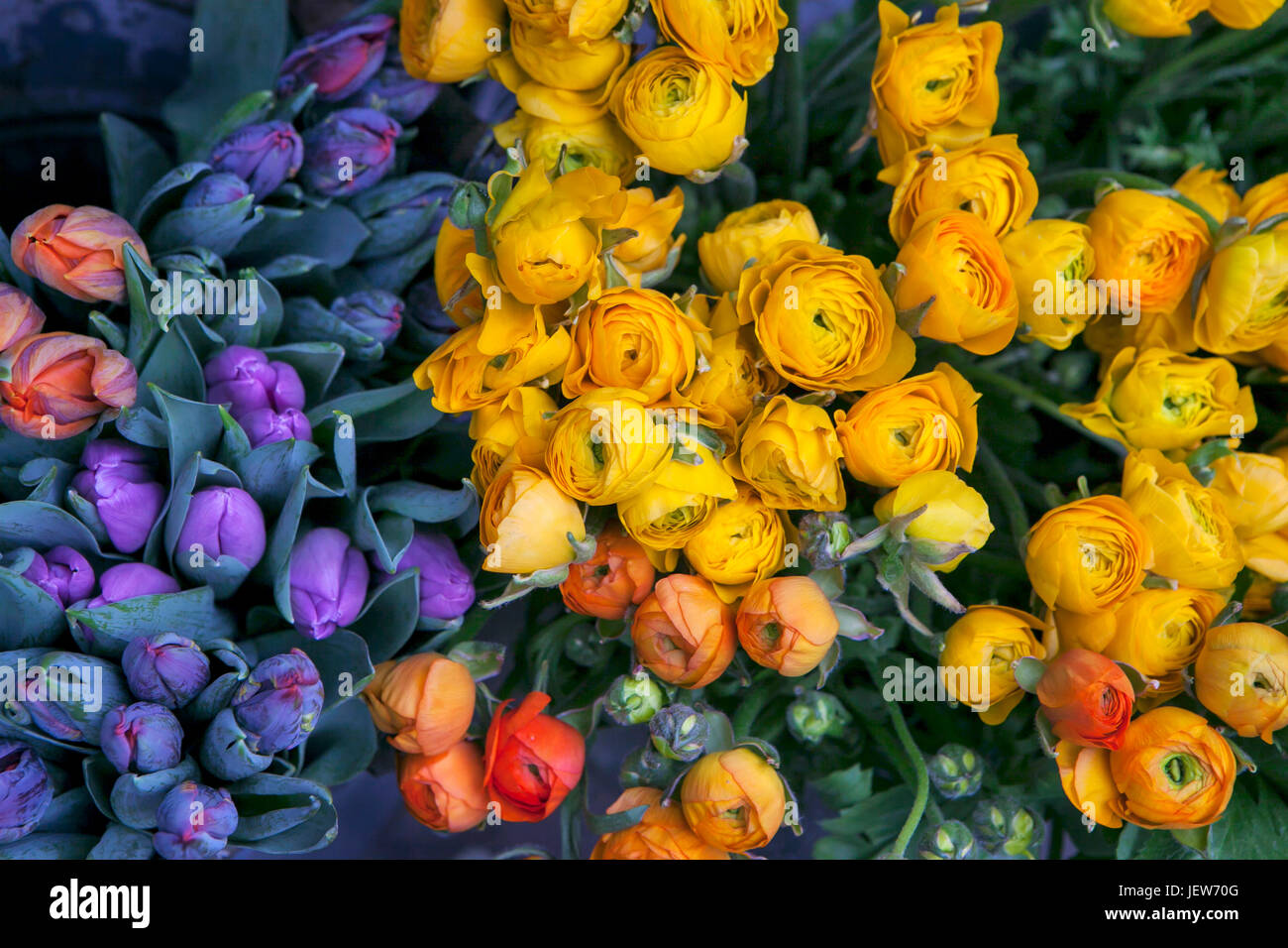 beautiful bouquet buttercup with violet tulip Stock Photo - Alamy