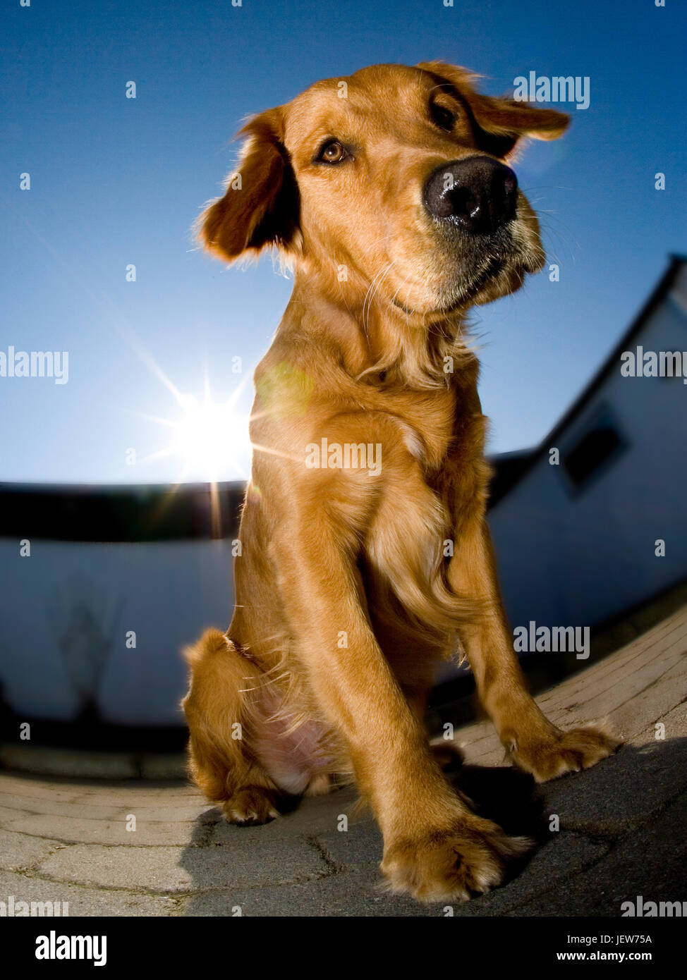 Dog Fisheye Lens High Resolution Stock Photography and Images - Alamy