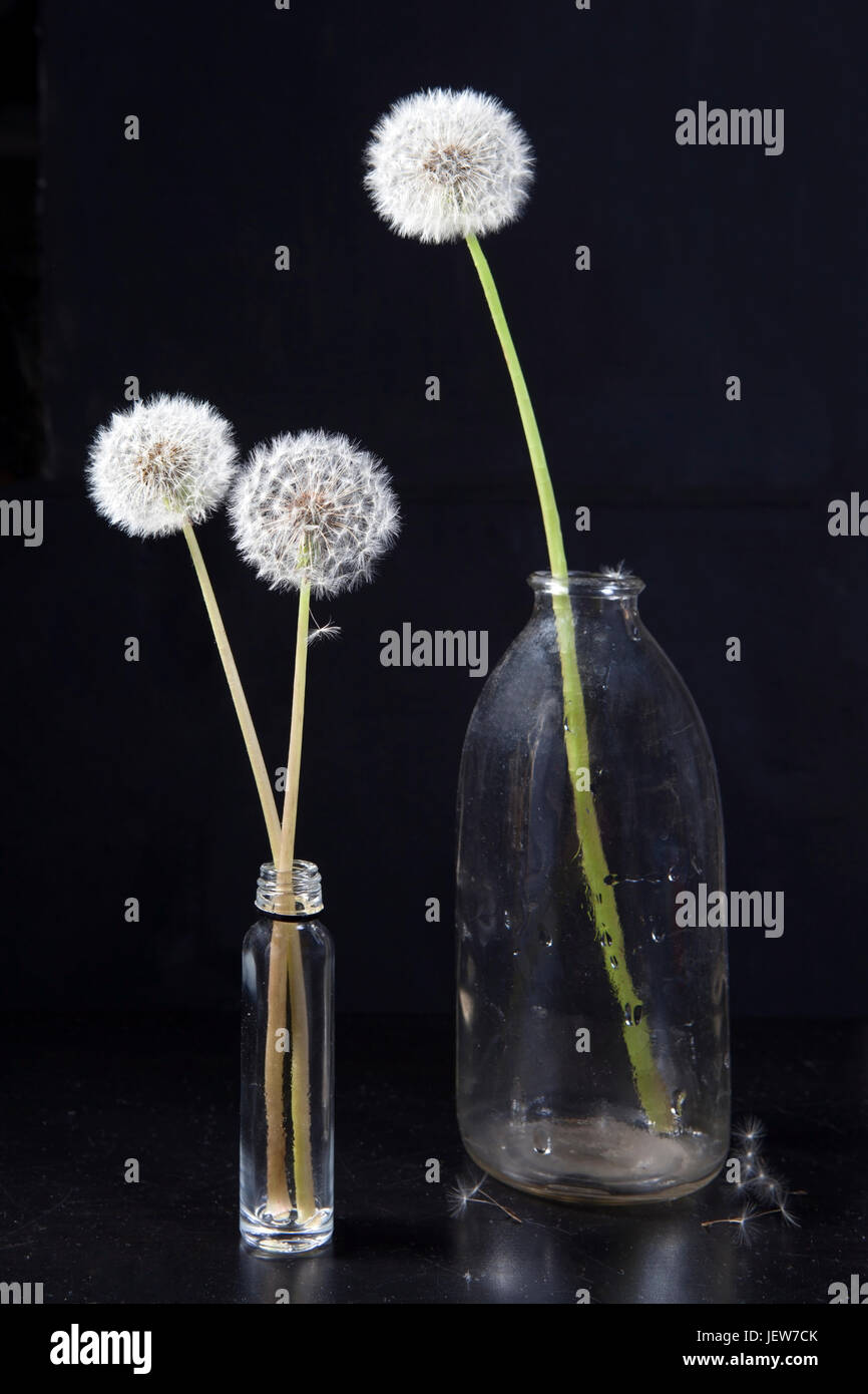 Cypsela hi-res stock photography and images - Alamy