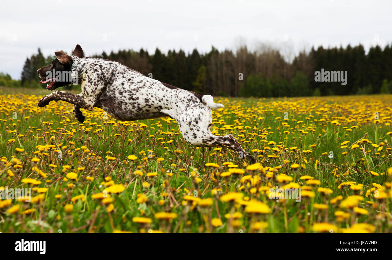 Hunting dog running on meadow Stock Photo - Alamy