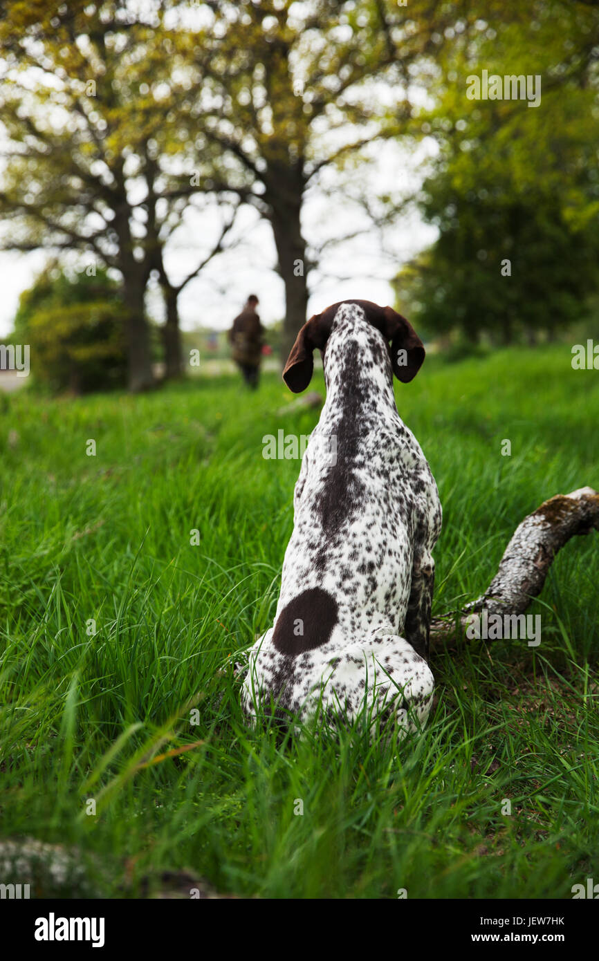 Hunting dog, rear view Stock Photo - Alamy