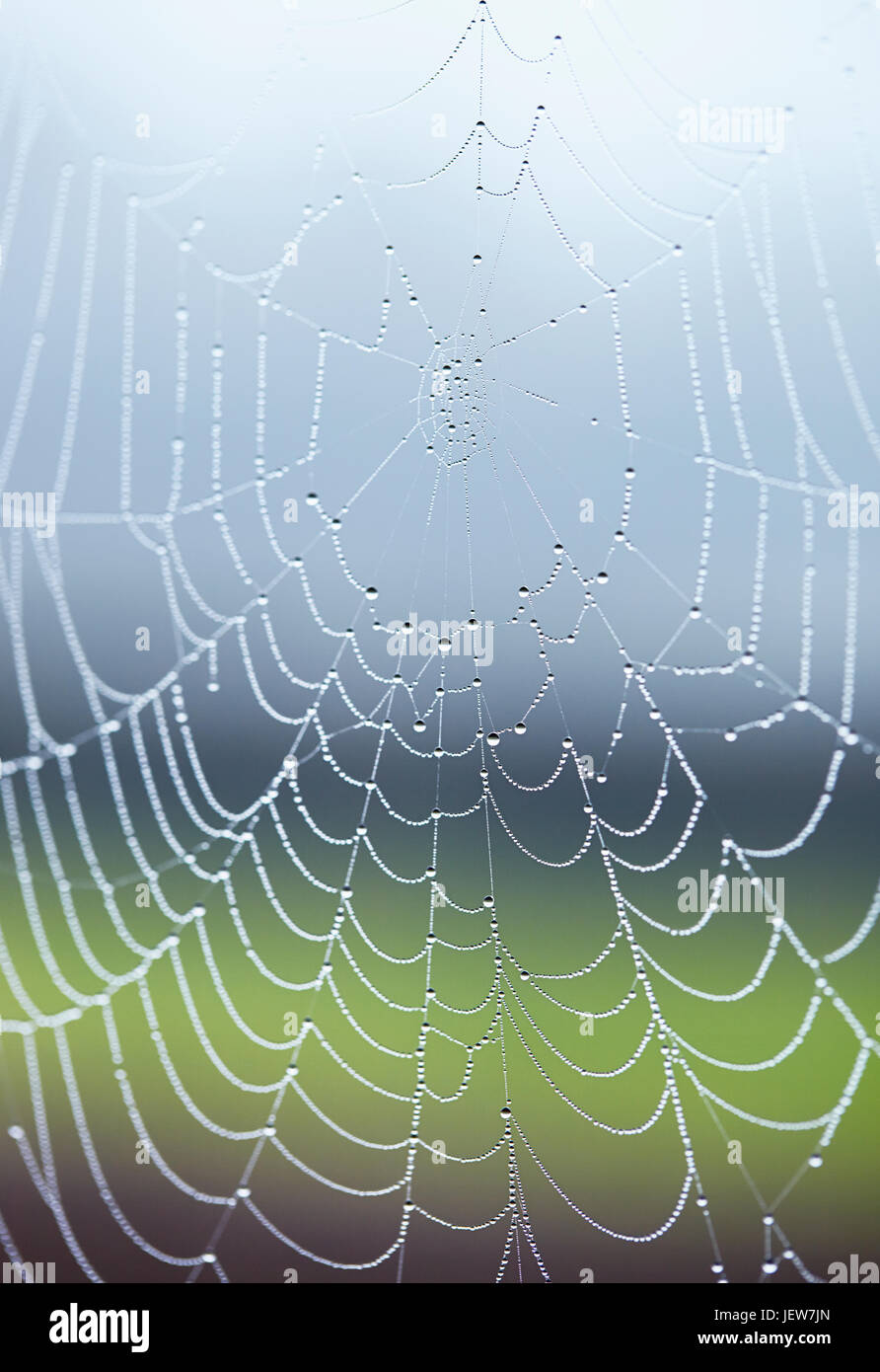 Droplets on cobweb Stock Photo - Alamy
