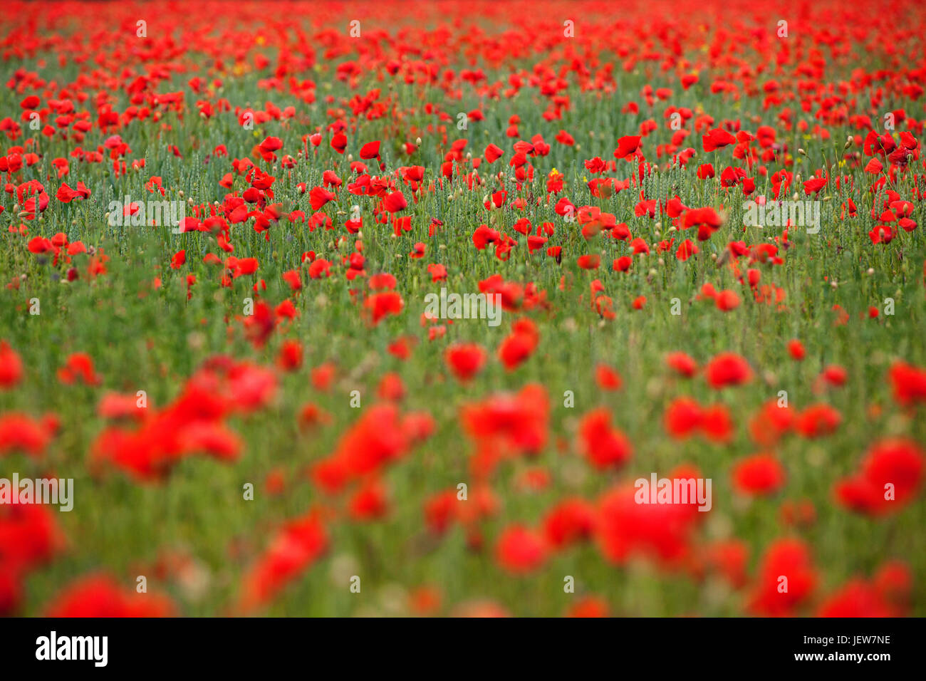 Red poppies on field Stock Photo - Alamy